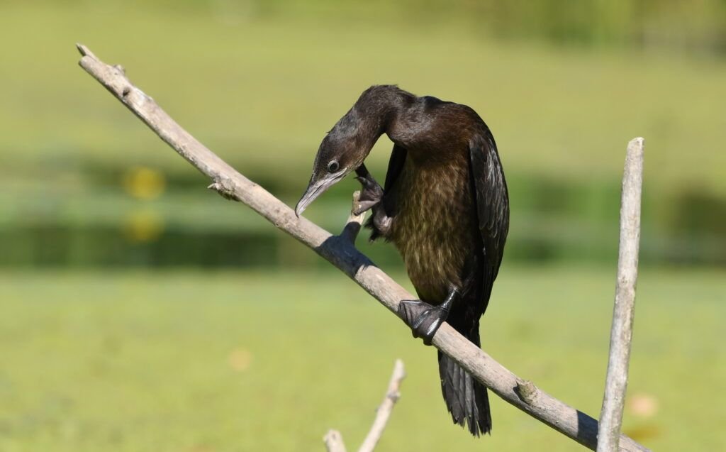 Egreta mare – Specie Protejată în România