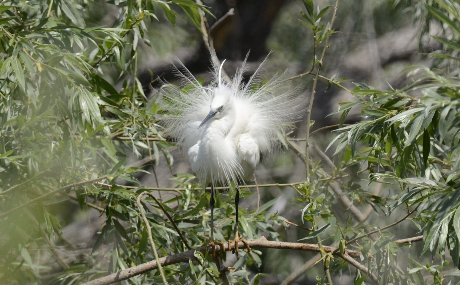 Explore 350 Bird Species on a Danube Delta Birdwatching Tour