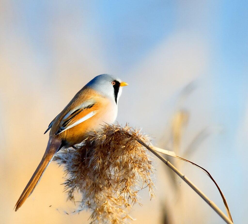 Discover the Unique Bearded Reedling: A Majestic Songbird