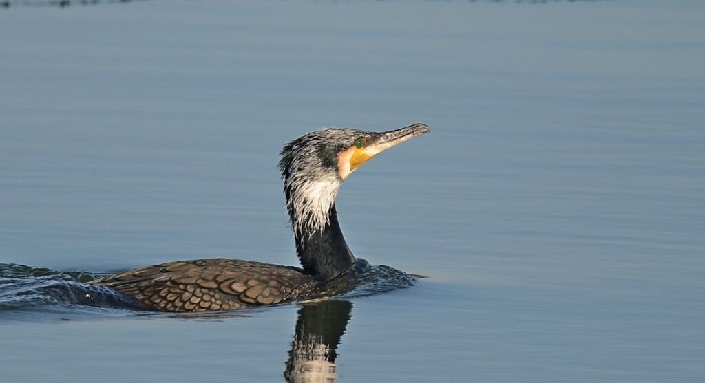 Cormoranii din Delta Dunării: O Păsăre Fără Dușmani Naturali