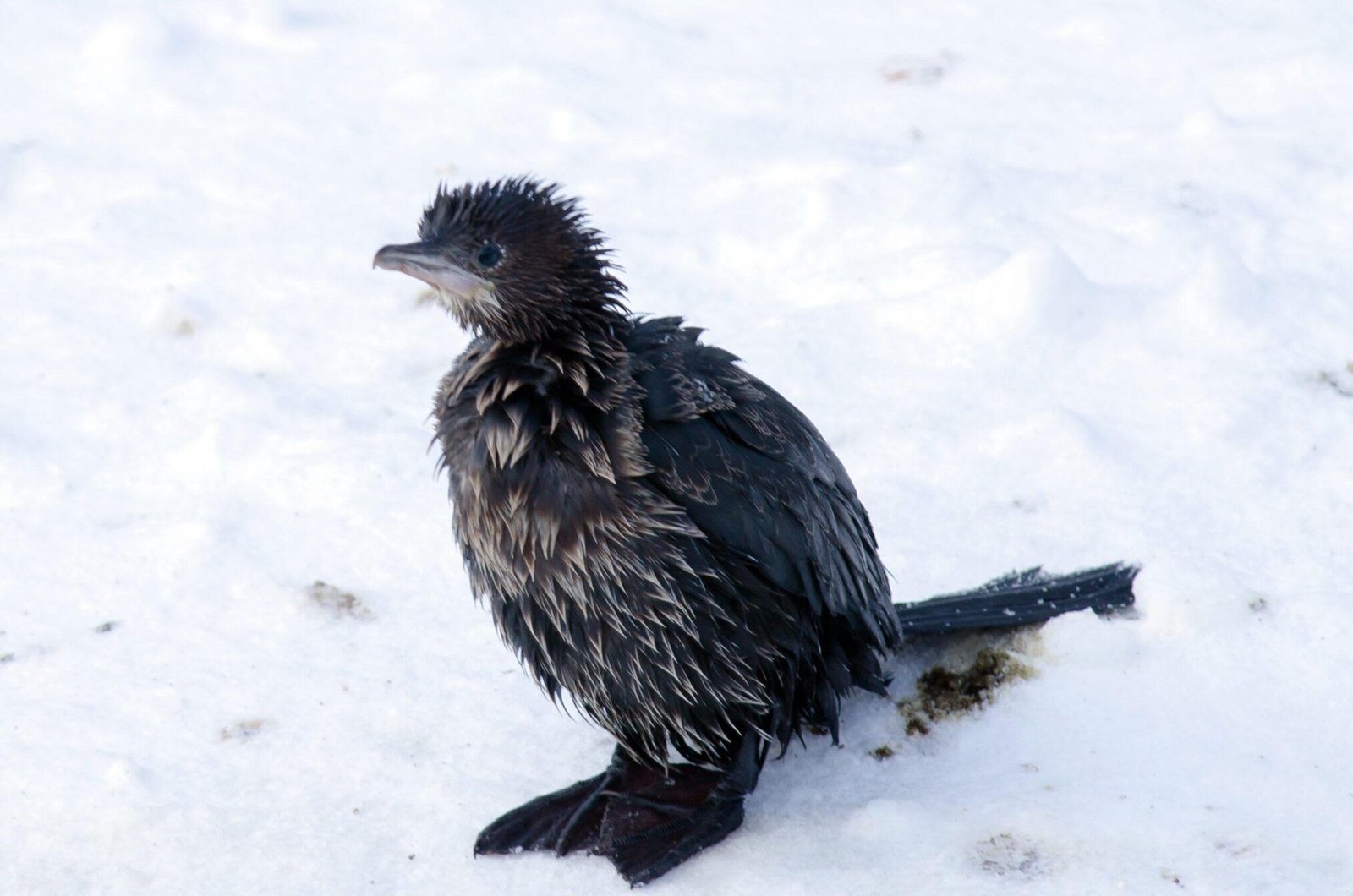 Pygmy Cormorant: A Colonial Breeder in Wetlands