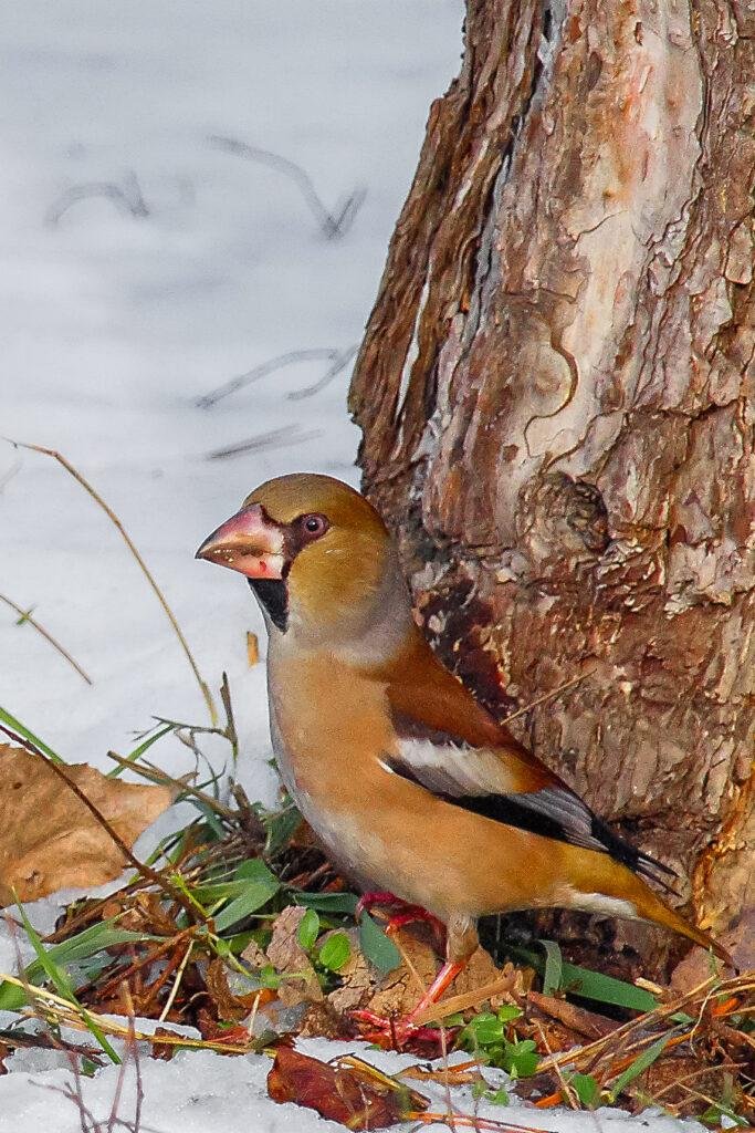 Discover the Hawfinch: A Rare European Bird Species