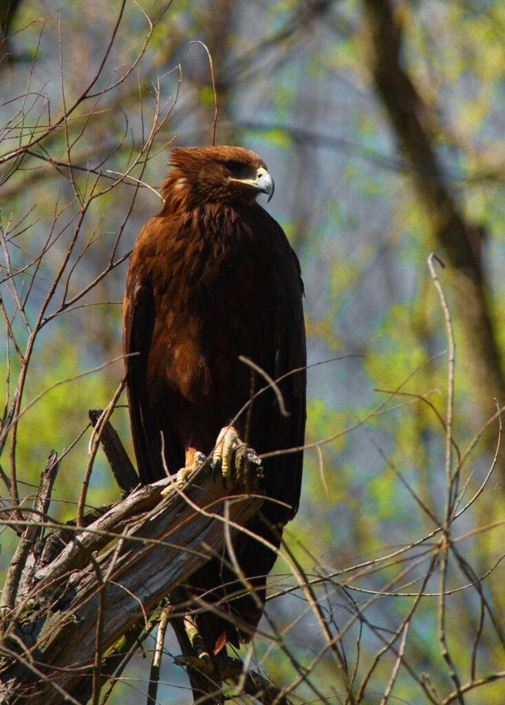 Lesser Spotted Eagle: Eastern Europe's Majestic Bird of Prey