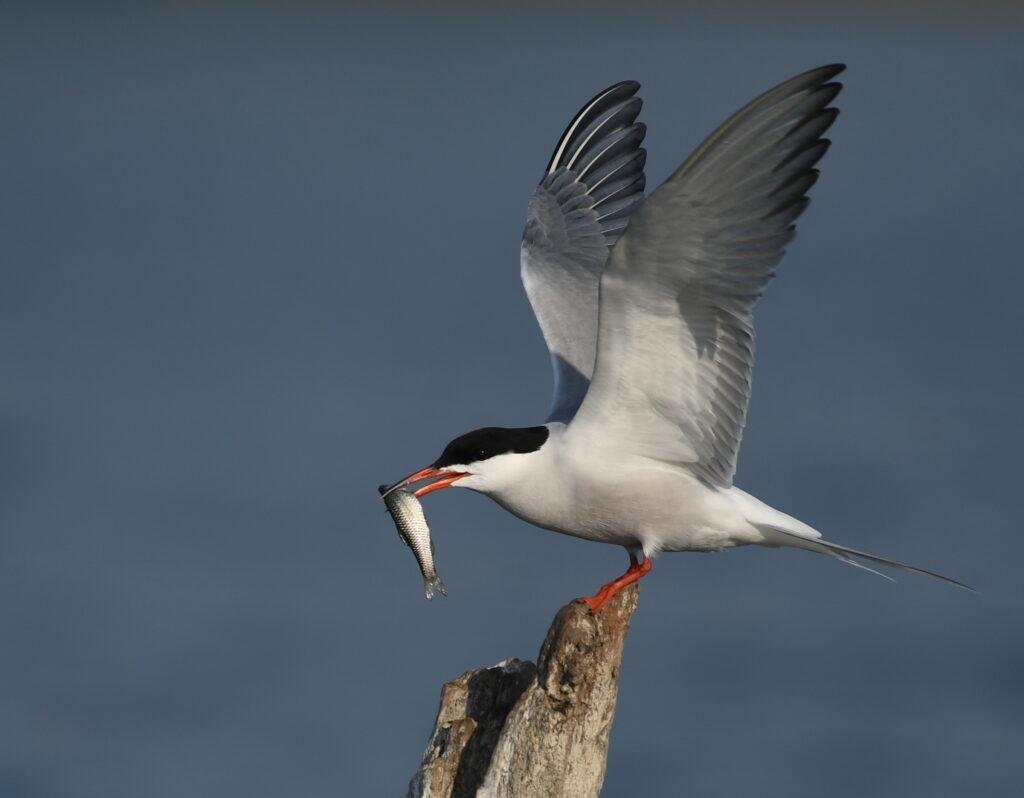 Explore the Fascinating Life of the Common Tern Seabird