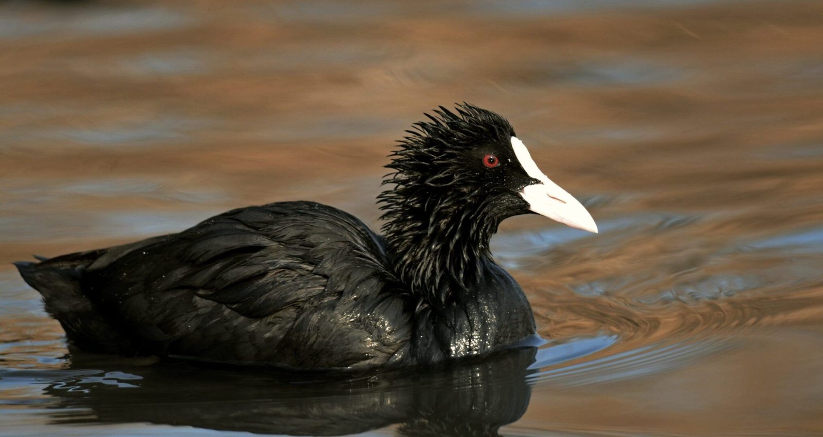 Coot: Breeding Habits and Range Expansion