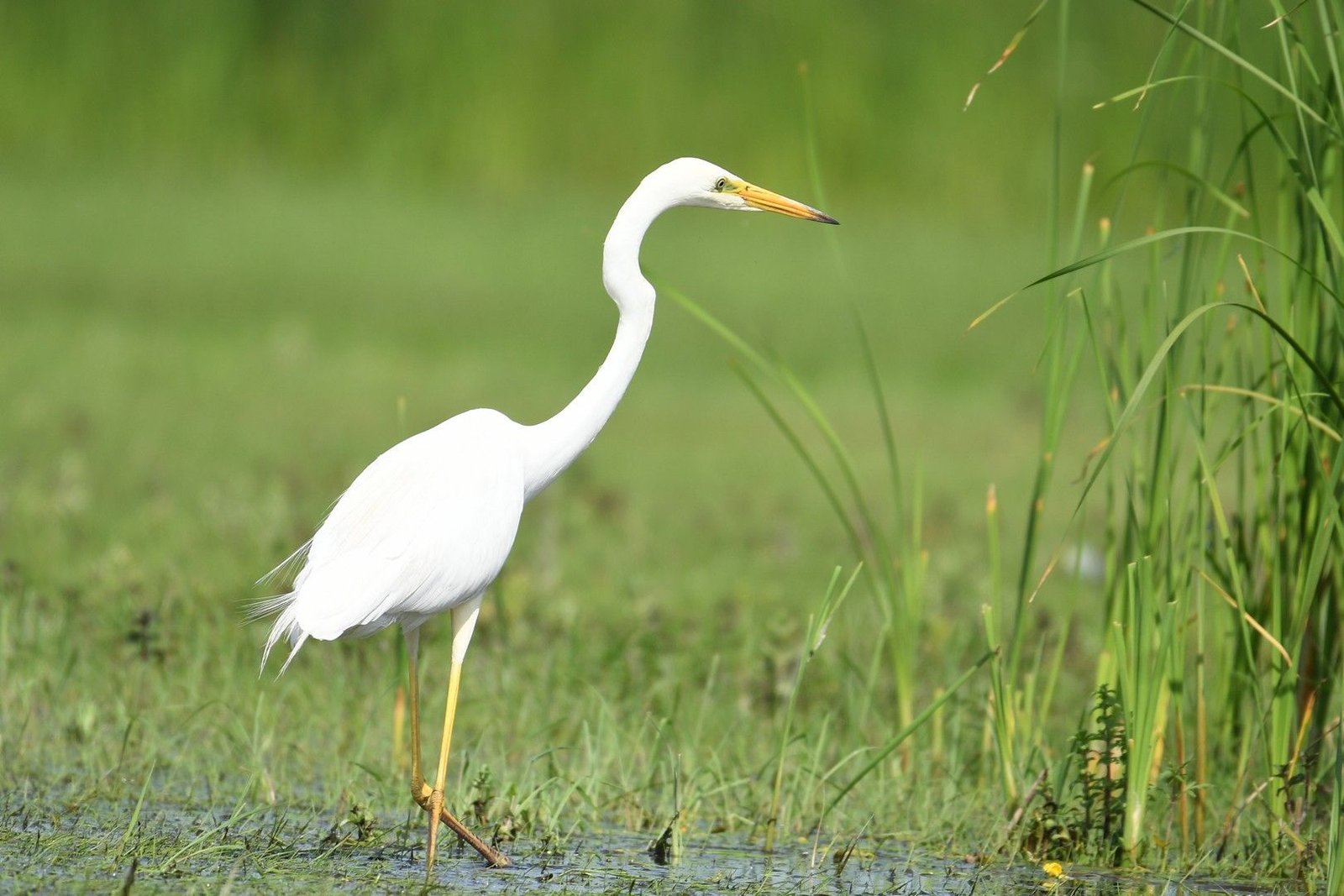 Egreta mare – Specie Protejată în România