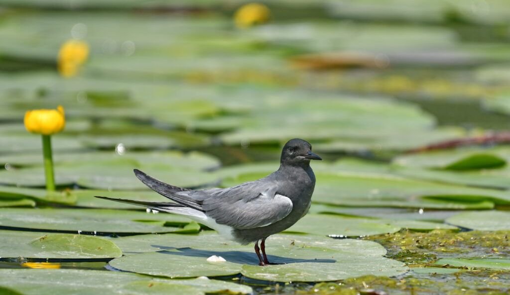 Discover the Black Tern: Habitat, Diet and Migration Facts