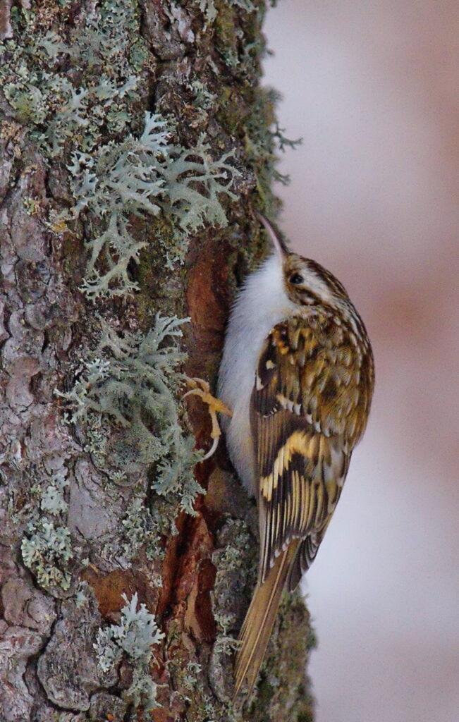 Eurasian Treecreeper: Facts and Identification Tips