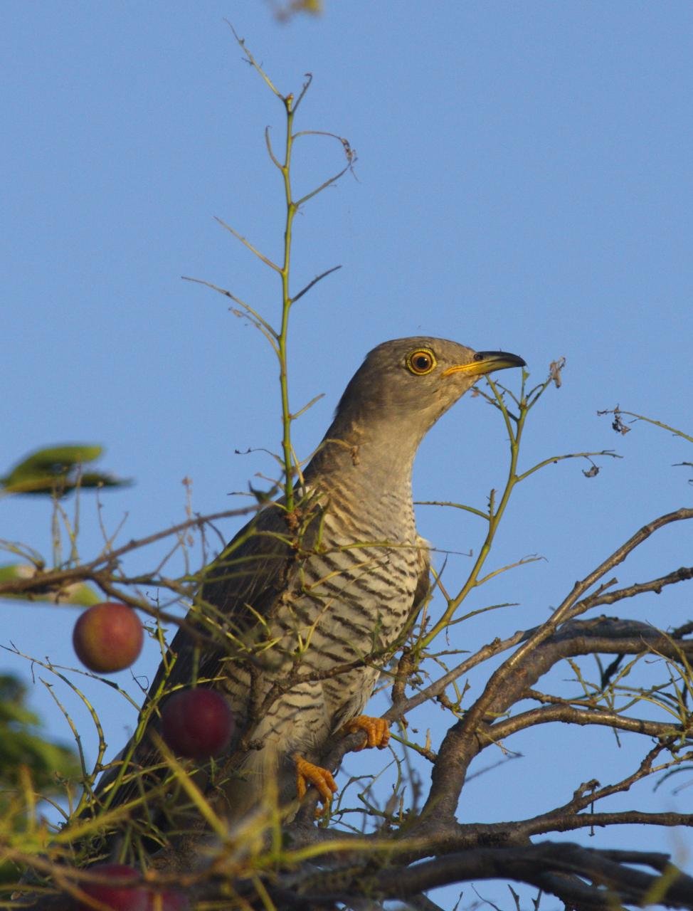 Descoperă Cucul: Pasărea Migratoare Din Delta Dunării