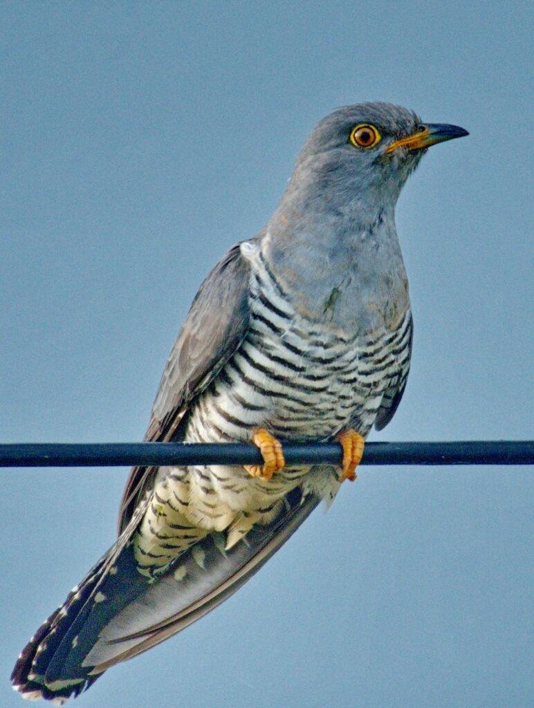 Explore the Common Cuckoo: Fascinating Facts and Habitat