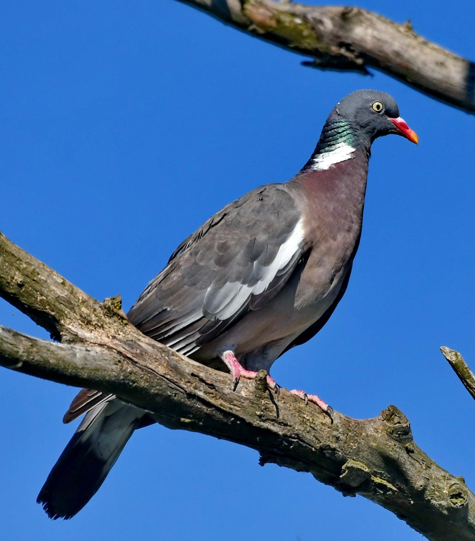 Common Wood Pigeon: Identification, Habitat, and Behavior