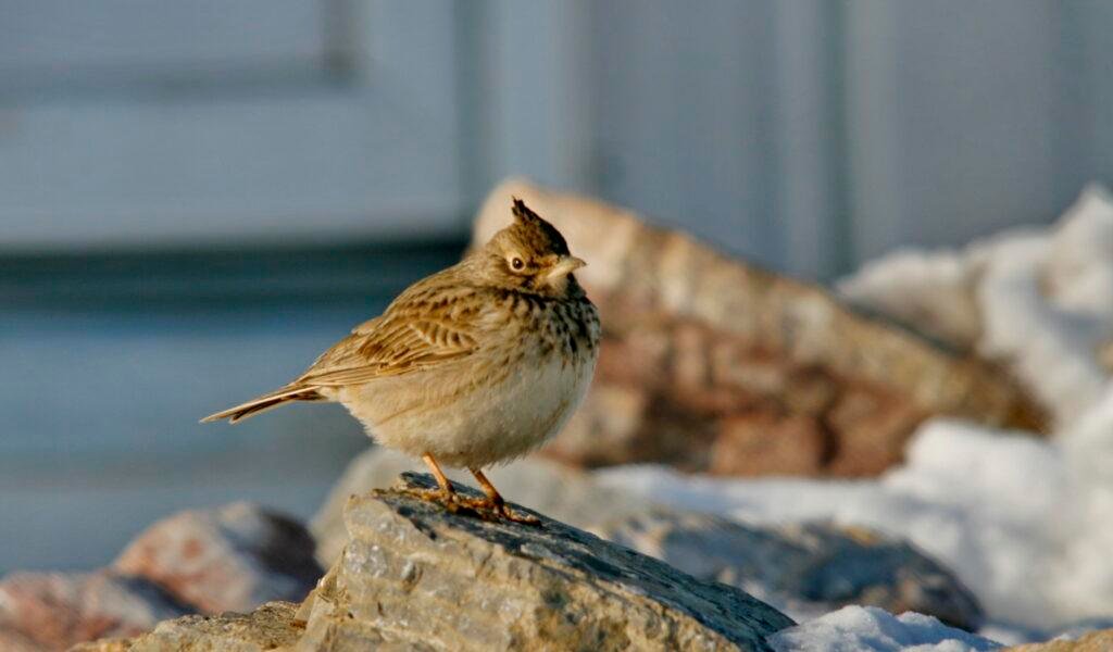 Explore the Unique Crested Lark: Species and Subspecies Info