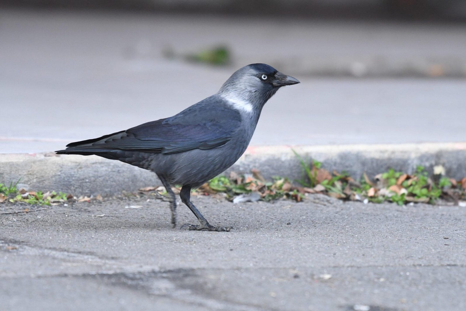 Discover Western Jackdaw: Social, Vocal, and Intelligent Birds
