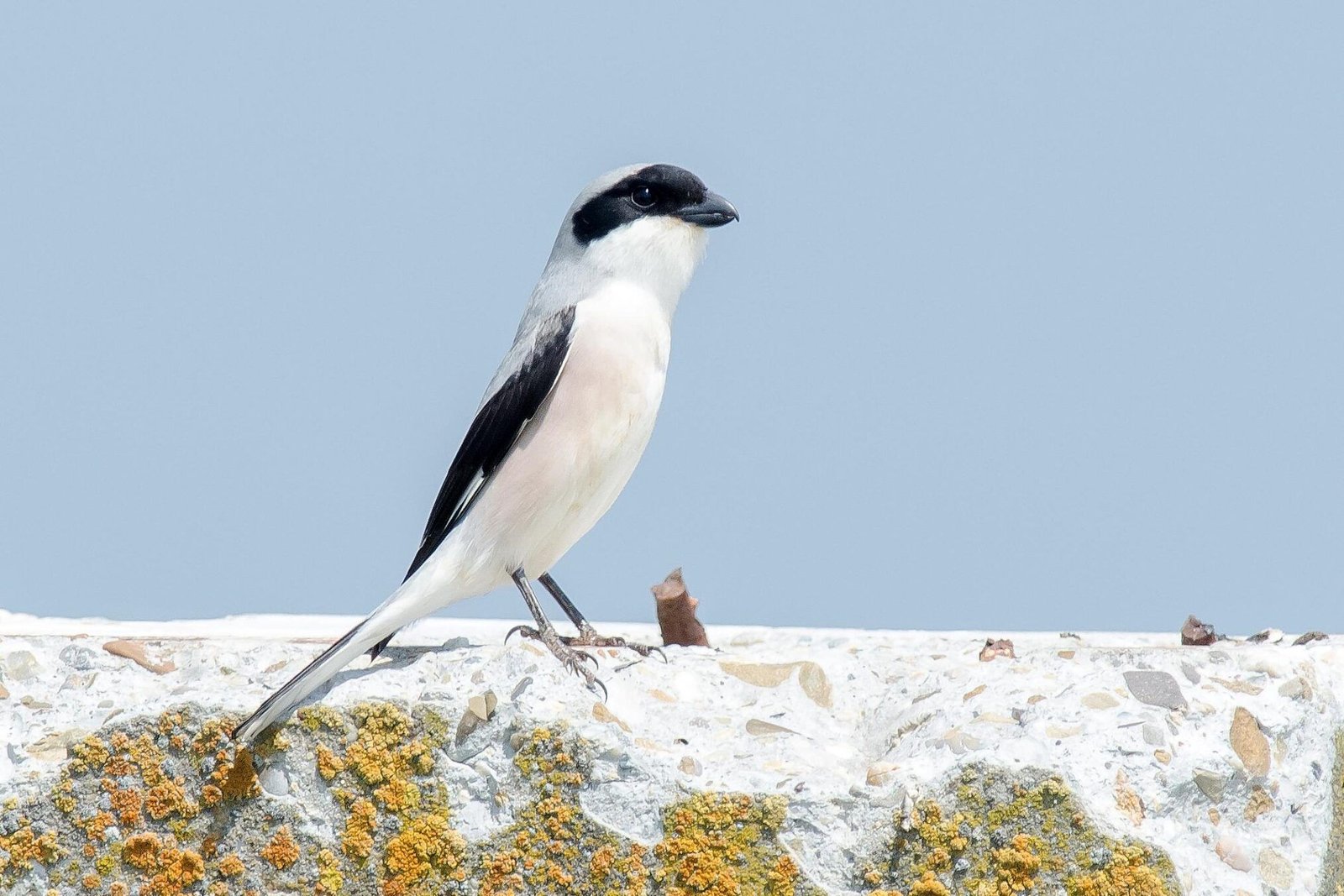 Discover the Migratory Lesser Grey Shrike of Europe and Asia