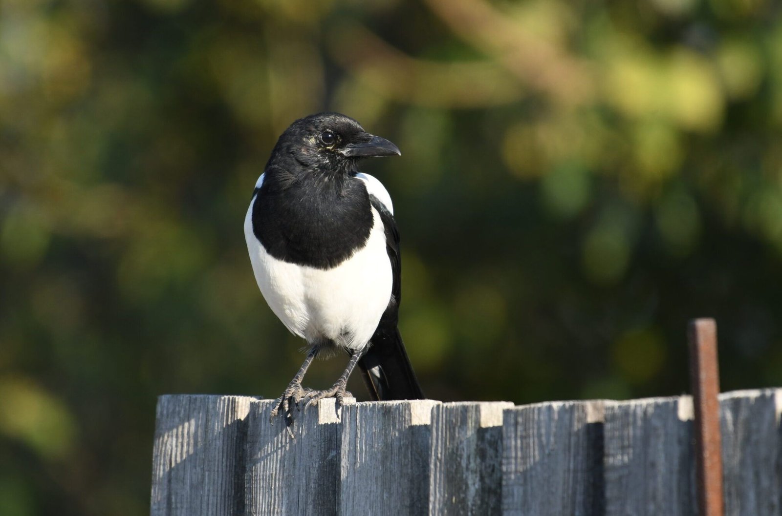 The Intelligent Eurasian Magpie: A Fascinating Bird Species