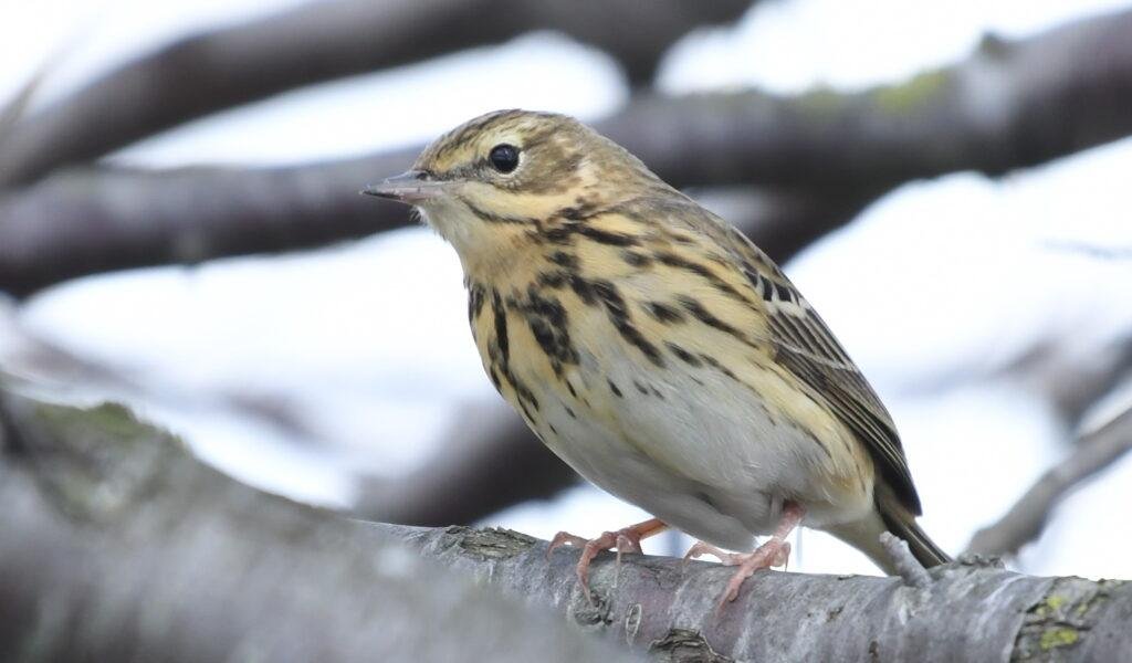 Discover the Tree Pipit: A Migrant Bird of Europe & Asia