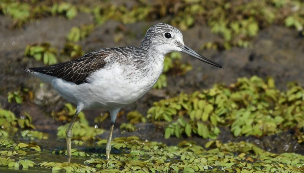 Discover the Habits and Habitat of the Common Greenshank