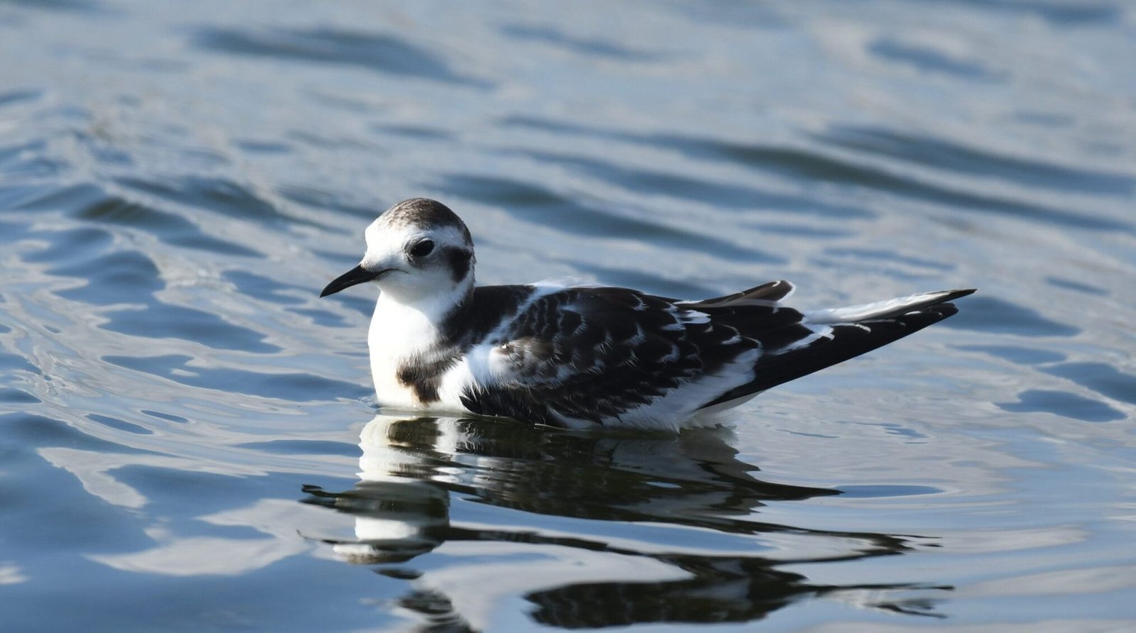 Pescărușul Mic: Cel Mai Mic Pescăruș din Fauna României