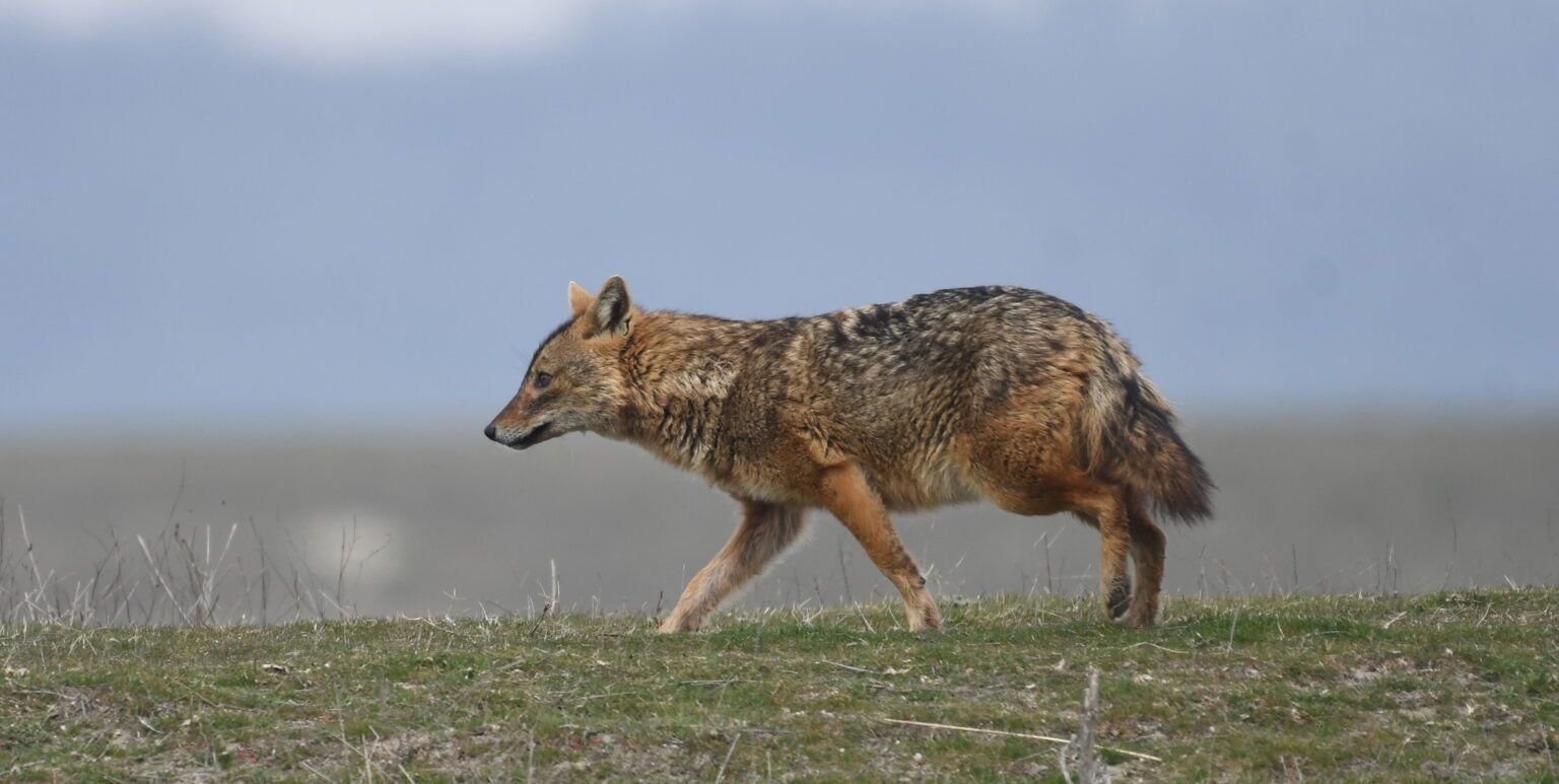 Explore the Rich Wildlife of the Danube Delta Wetlands