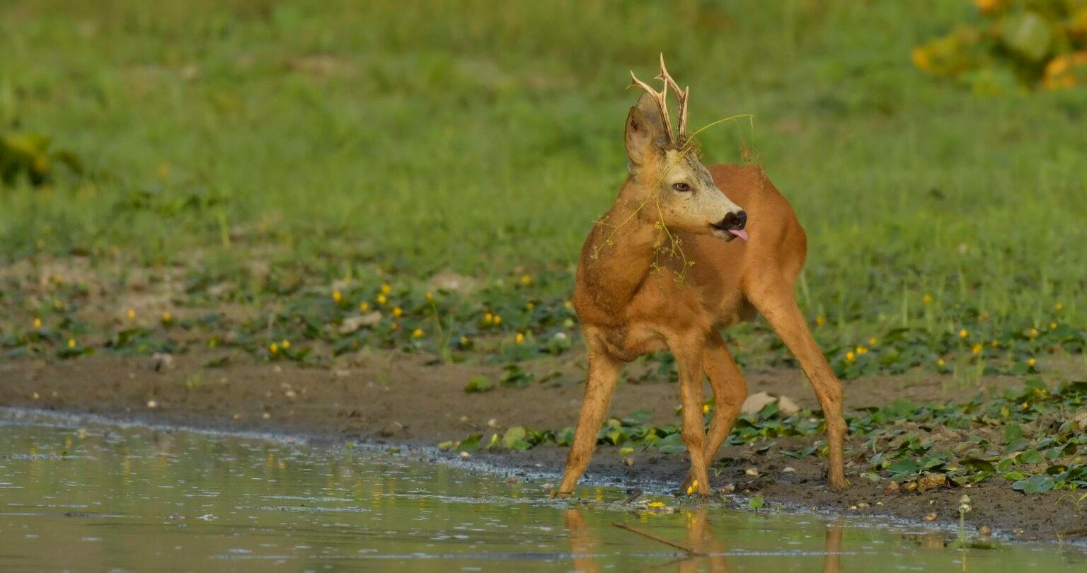 Fauna Diversă din Delta Dunării: Păsări, Reptile și Pești