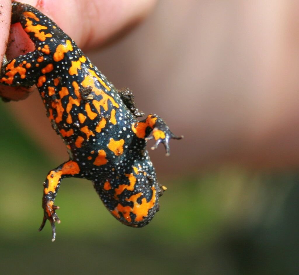 European Fire-Bellied Toad: Bright Colors & Unique Traits