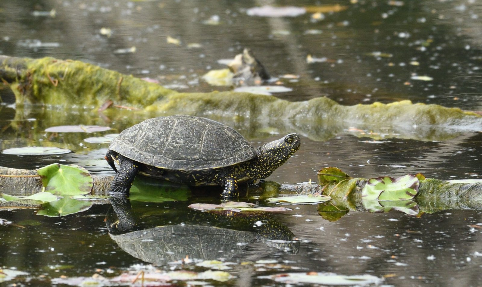 Fauna Diversă din Delta Dunării: Păsări, Reptile și Pești