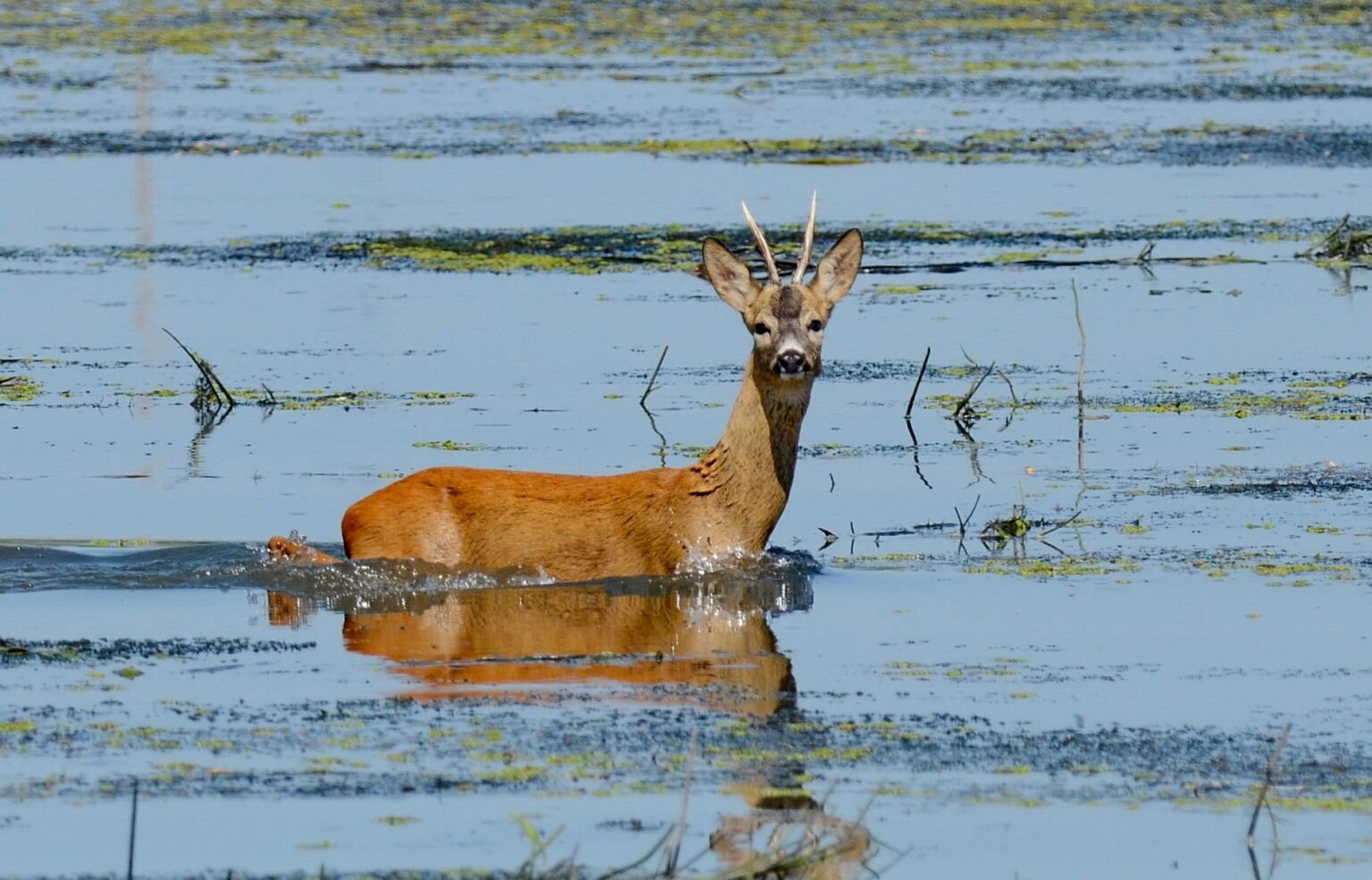 Explore the Rich Wildlife of the Danube Delta Wetlands