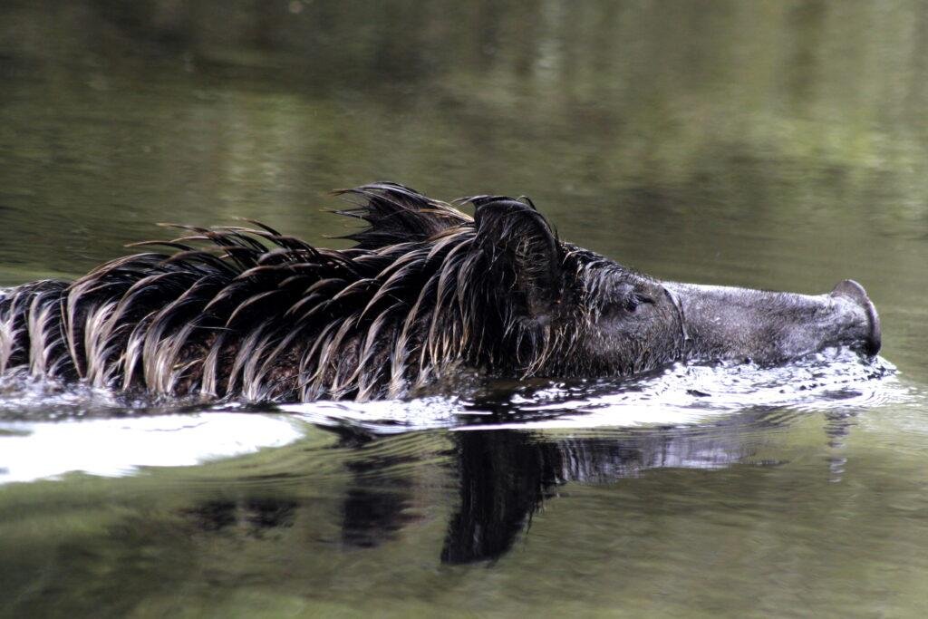 Fauna Diversă din Delta Dunării: Păsări, Reptile și Pești