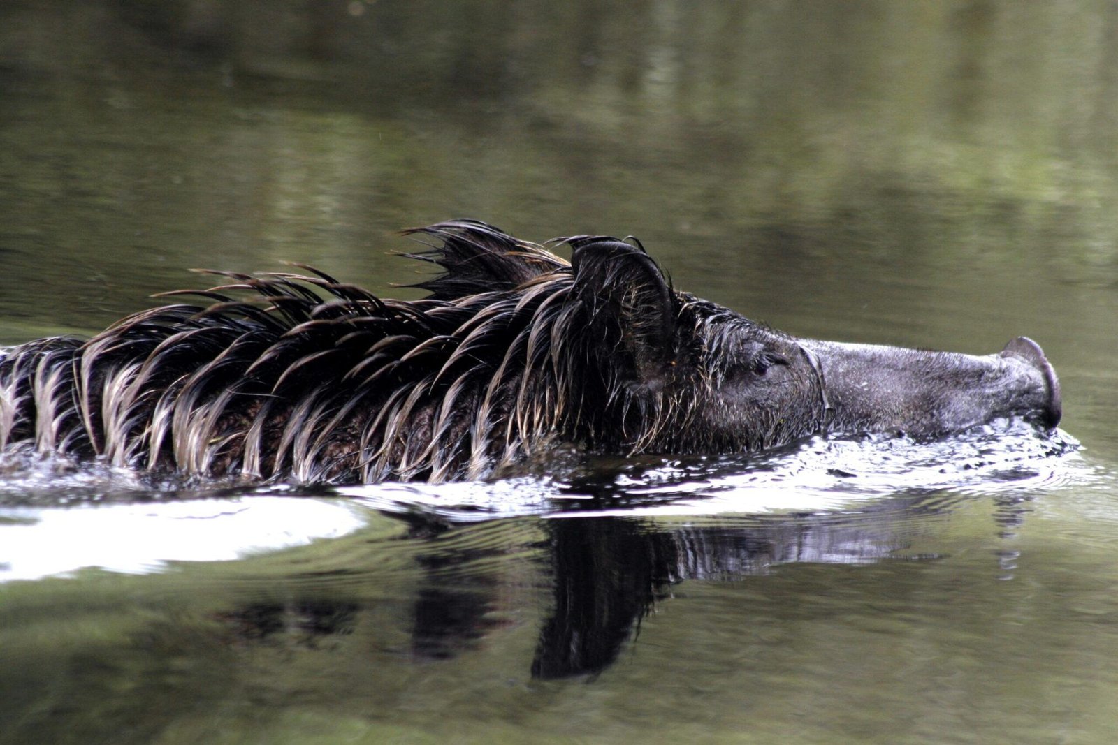 Mistrețul în România: Habitat, Comportament și Vânătoare