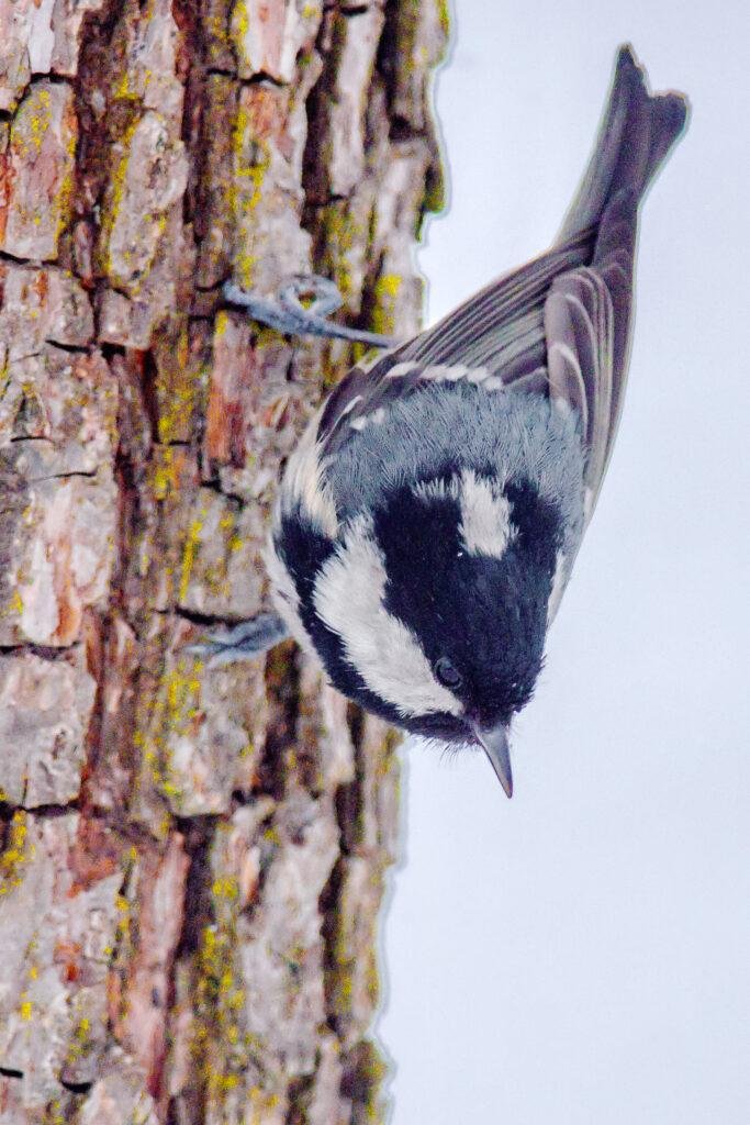 Discover the Coal Tit: A Common Eurasian Passerine Bird