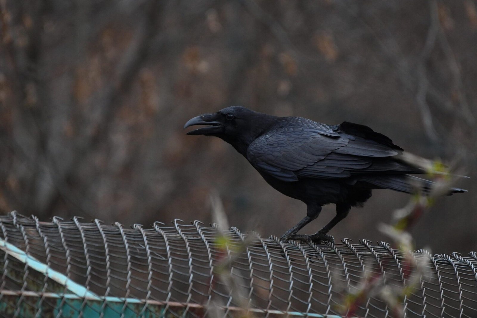 Curiozități despre Corbul Comun - Pasărea Mitică