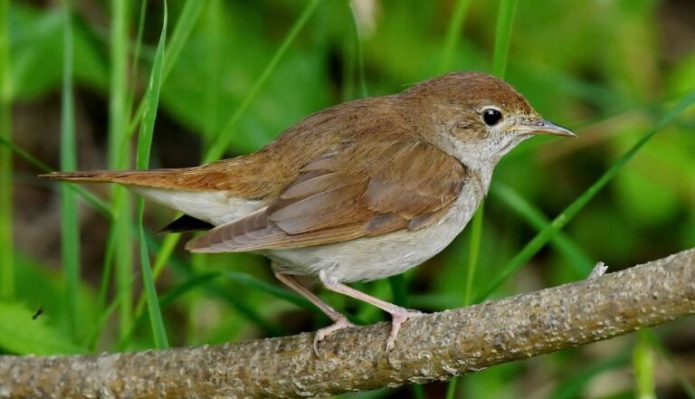 Privighetoarea roșcată: Informații despre habitat și cântec