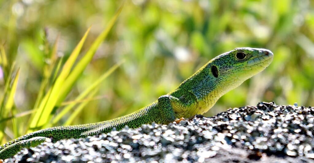 Gusterul - Cea Mai Mare Șopârlă Verde din România