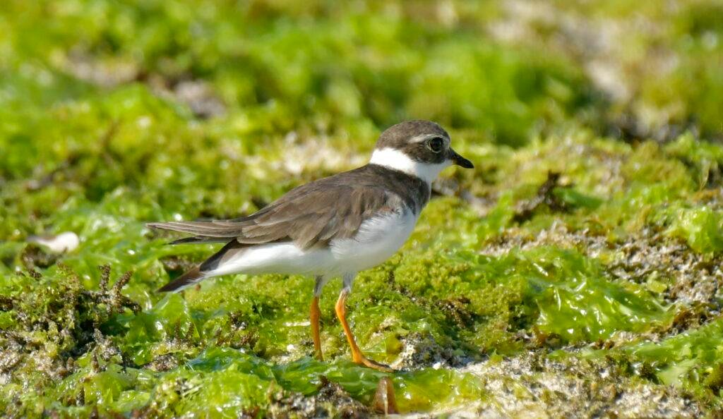 Discover the Kentish Plover: A Unique Wader Bird Species