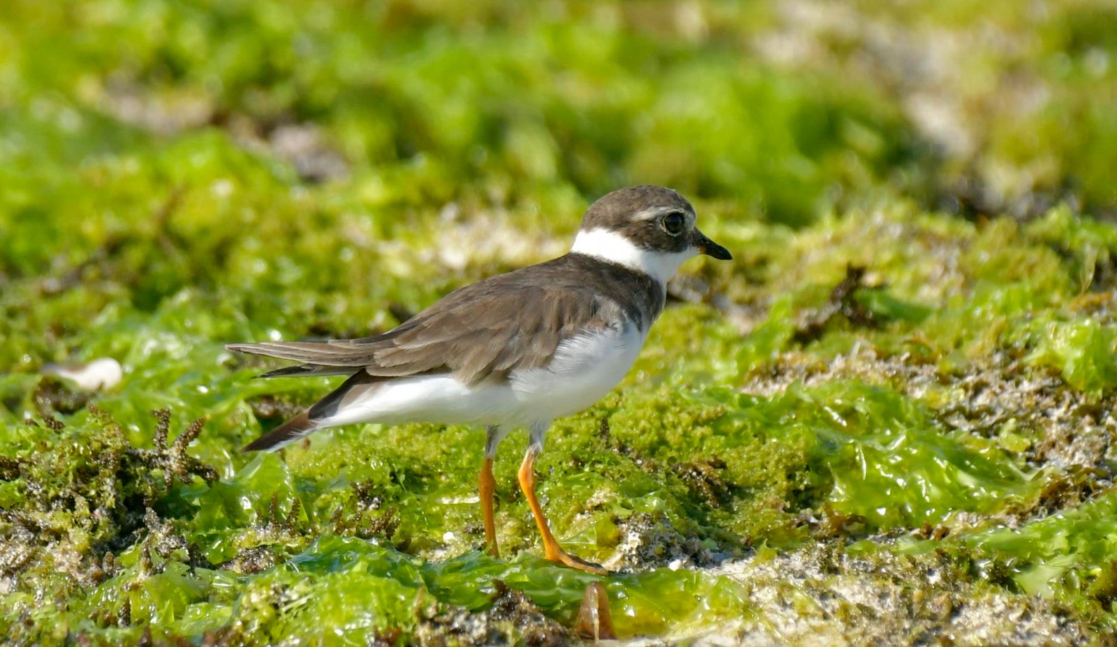 Discover the Kentish Plover: A Unique Wader Bird Species