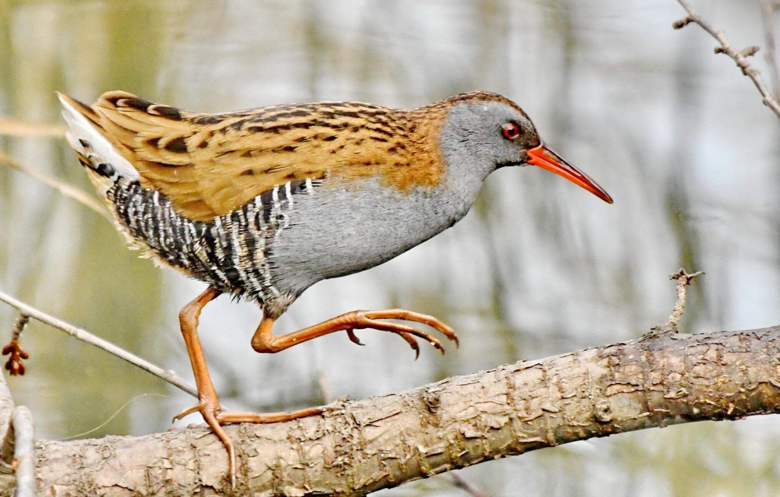 Discover the Water Rail: A Wetland Bird of Europe, Asia, Africa