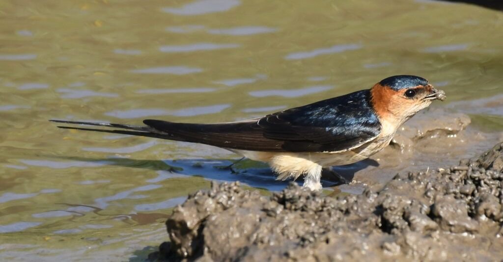 Rândunica roșcată de Dobrogea: O pasăre deosebită