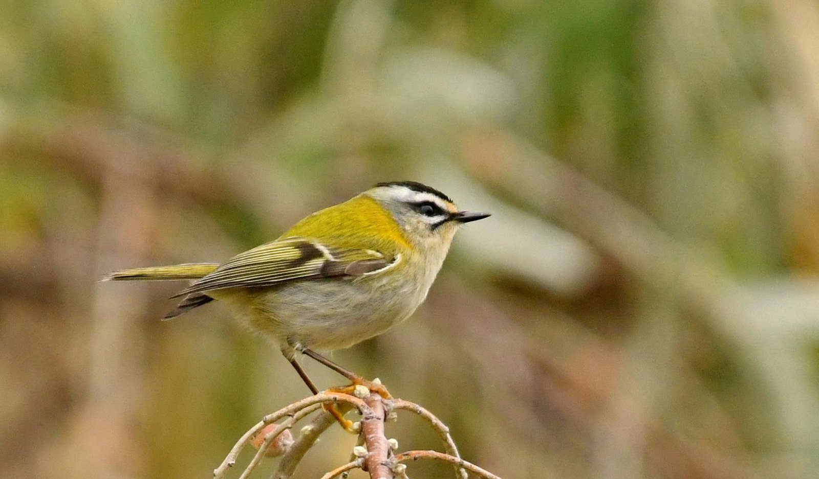 Discover the Distinctive Common Firecrest: Facts & Habitat