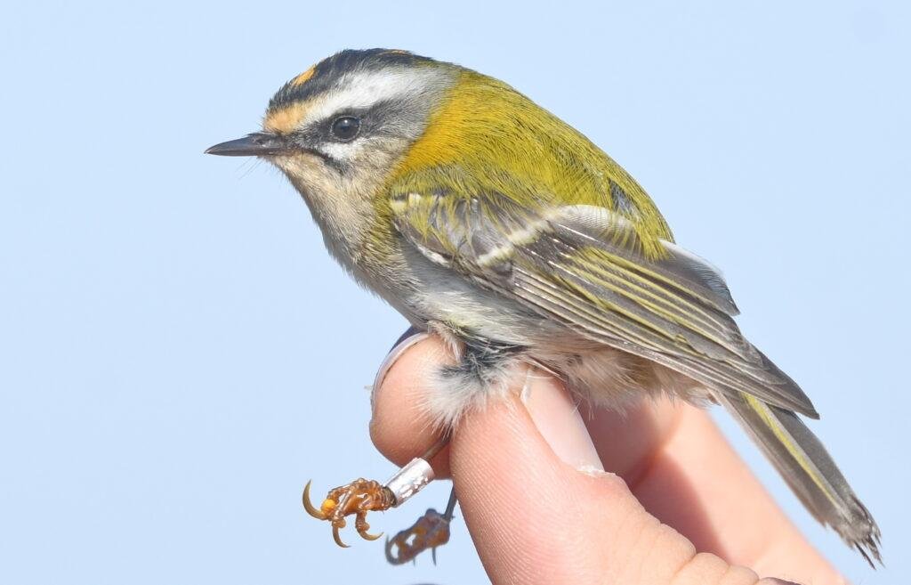 Discover the Distinctive Common Firecrest: Facts & Habitat