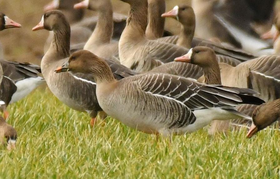 Taiga Bean Goose: Northern Europe & Asia's Migratory Species