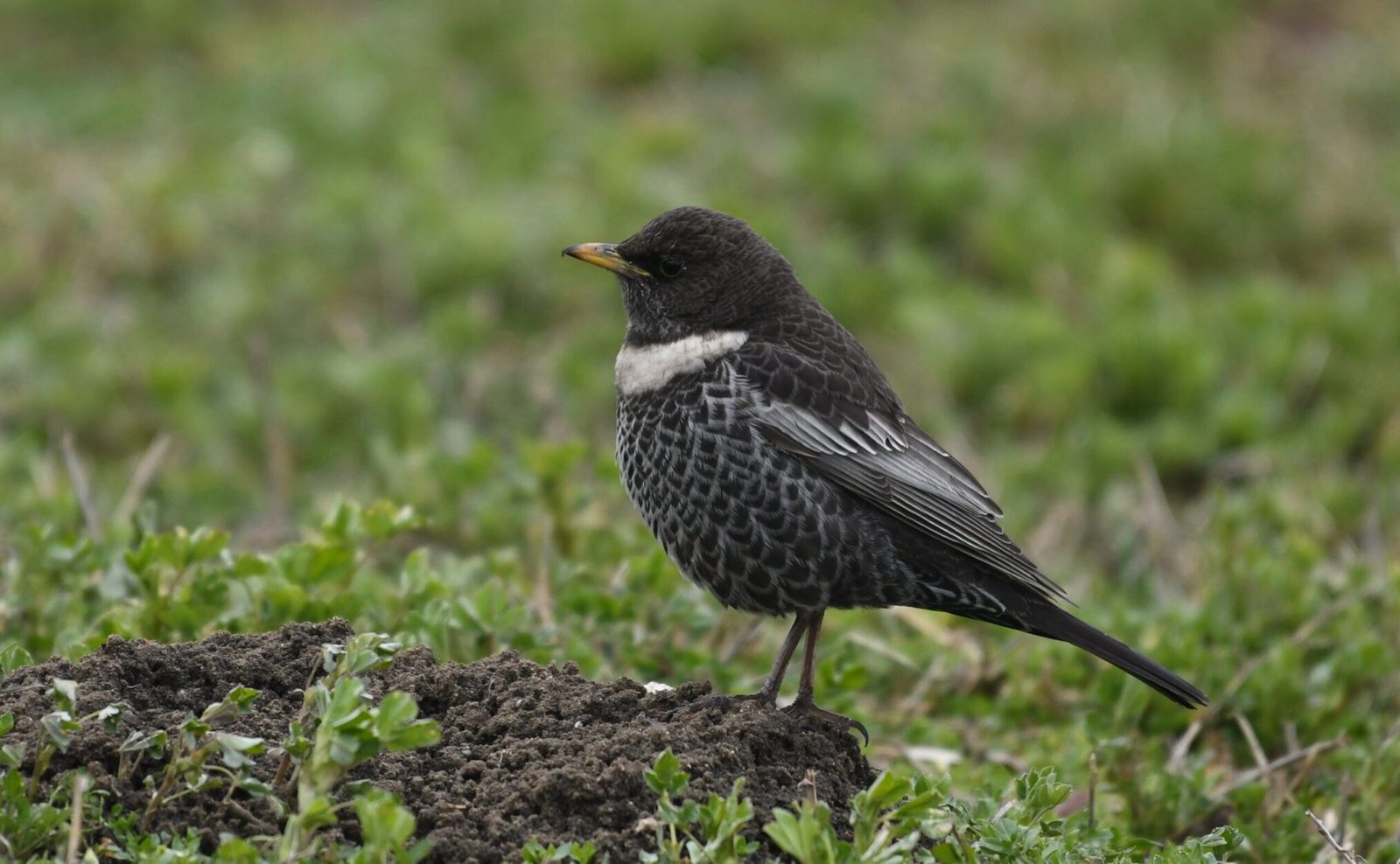 Mierla gulerata: Specie Montană cu Cuiburi Teritoriale