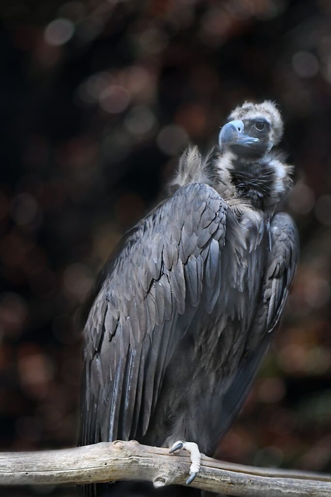 Cinereous Vulture: Largest Old World Vulture Facts