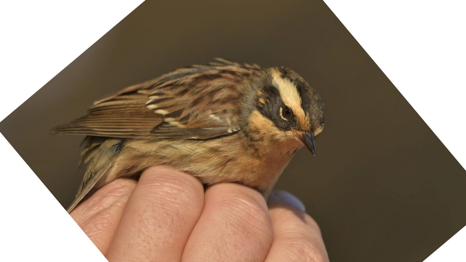 Discover the Siberian Accentor: Small Passerine Bird Insight