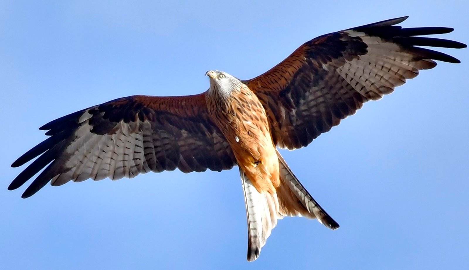 Discover the Red Kite: Europe's Majestic Bird of Prey