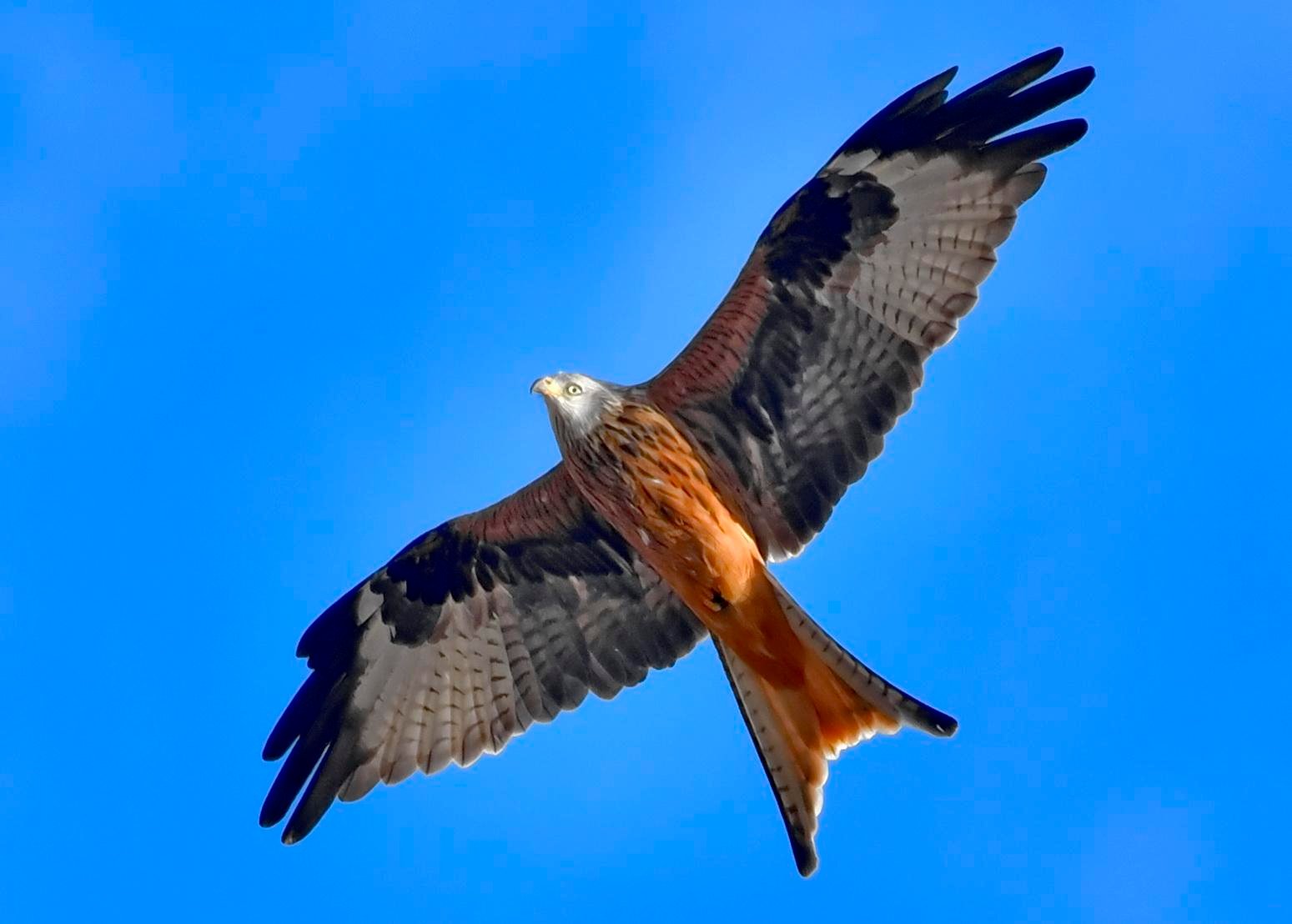 Discover the Red Kite: Europe's Majestic Bird of Prey