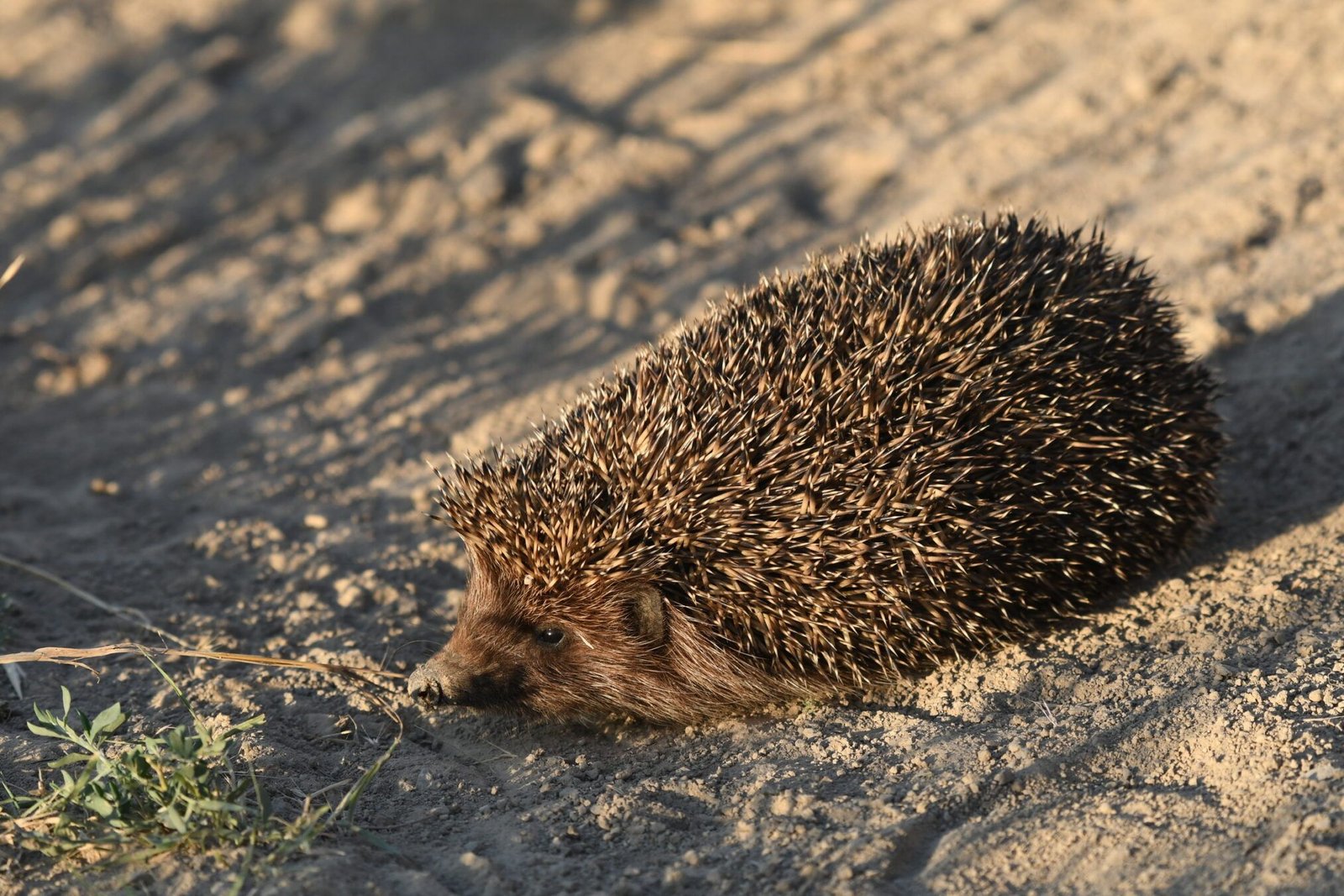 Discover the Endearing European Hedgehog: Habitat and Diet