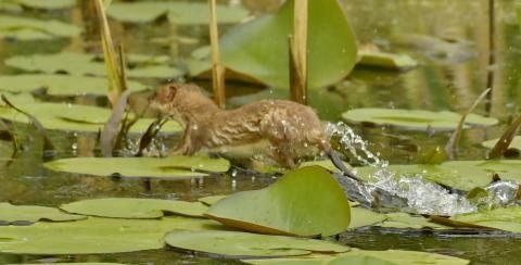 Stoat: Fascinating Facts About the Short-Tailed Weasel