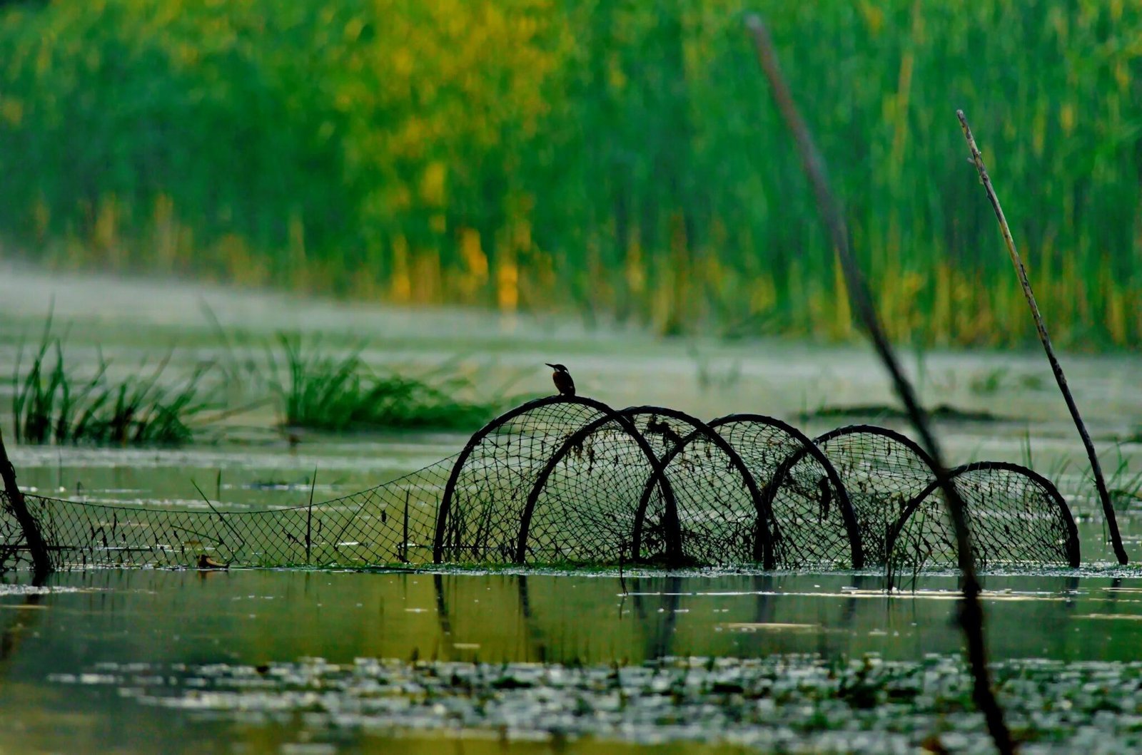 Descoperă Delta Dunării: Paradisul Natural al Europei