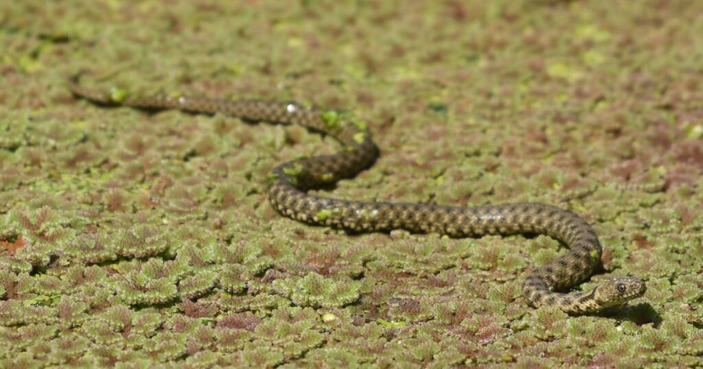 Șarpele de Apă: Habitat și Caracteristici în România