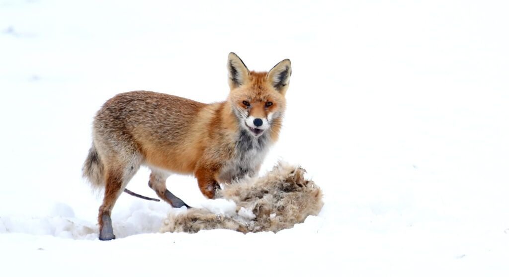 Foxes: Cunning Canids of the Canidae Family